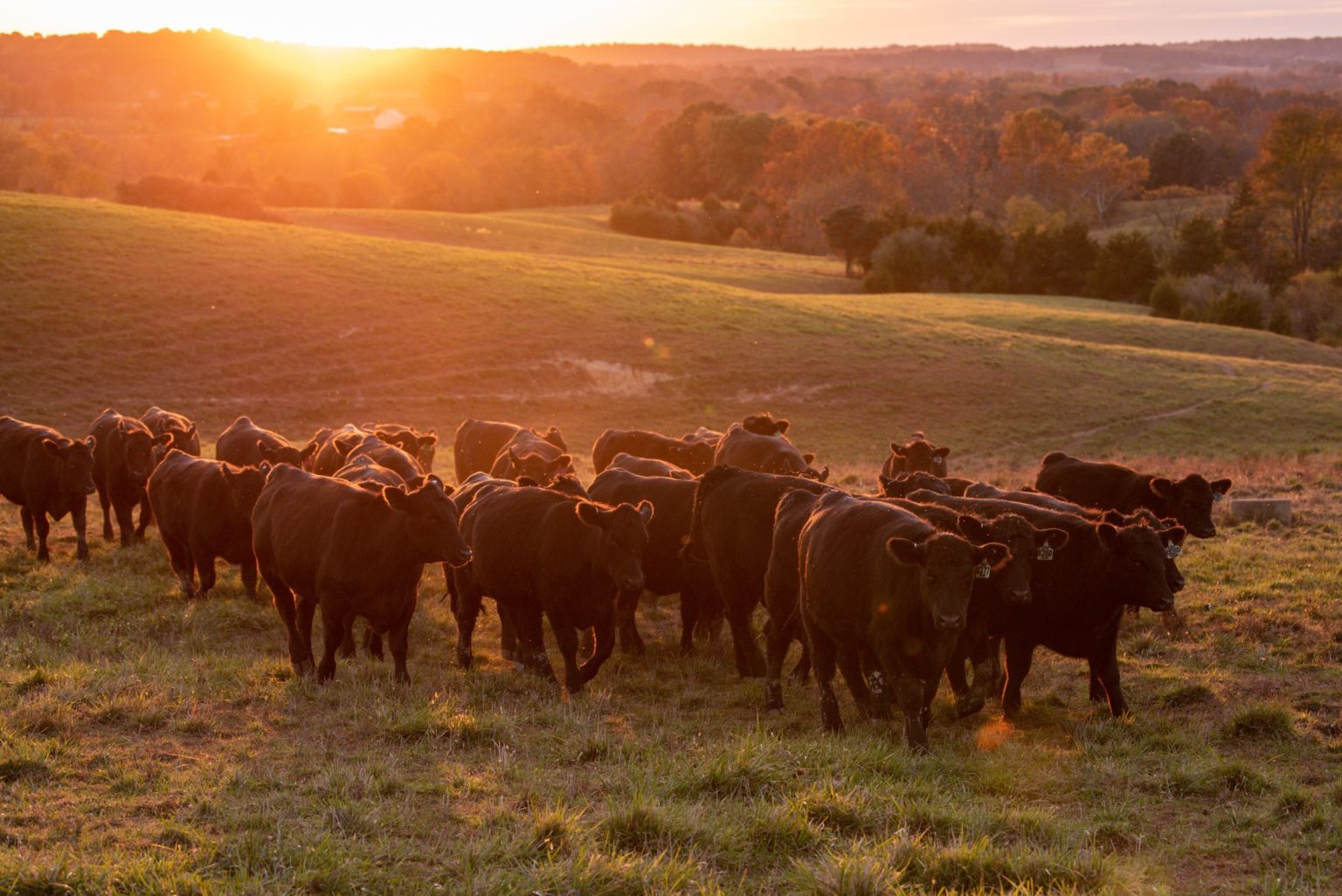 Certified Angus Beef